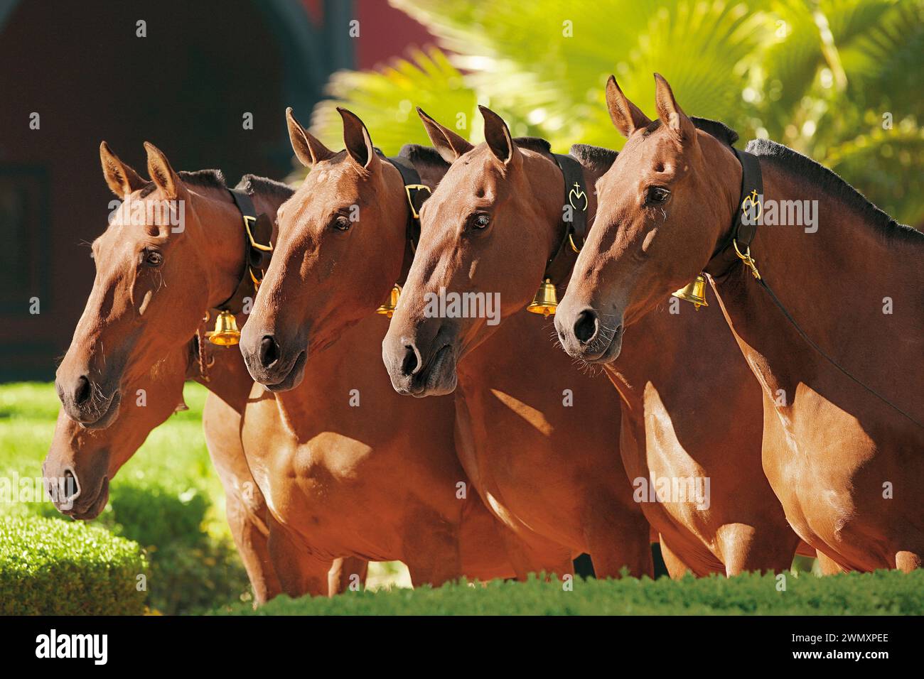 Standing cobra hi-res stock photography and images - Alamy