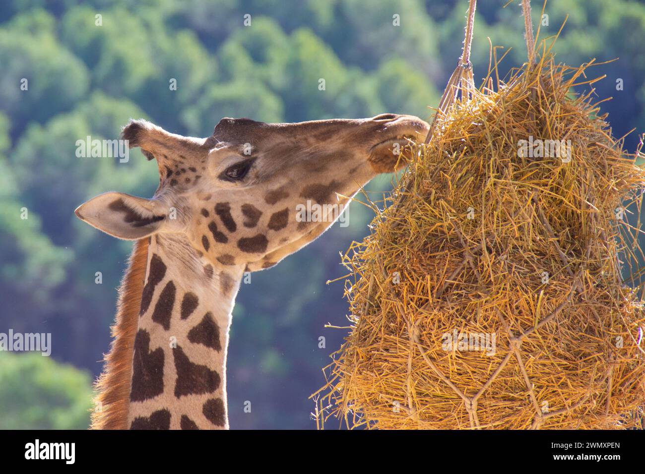 Close-up of the head of a captive giraffe eating hay in Aitana safari ...