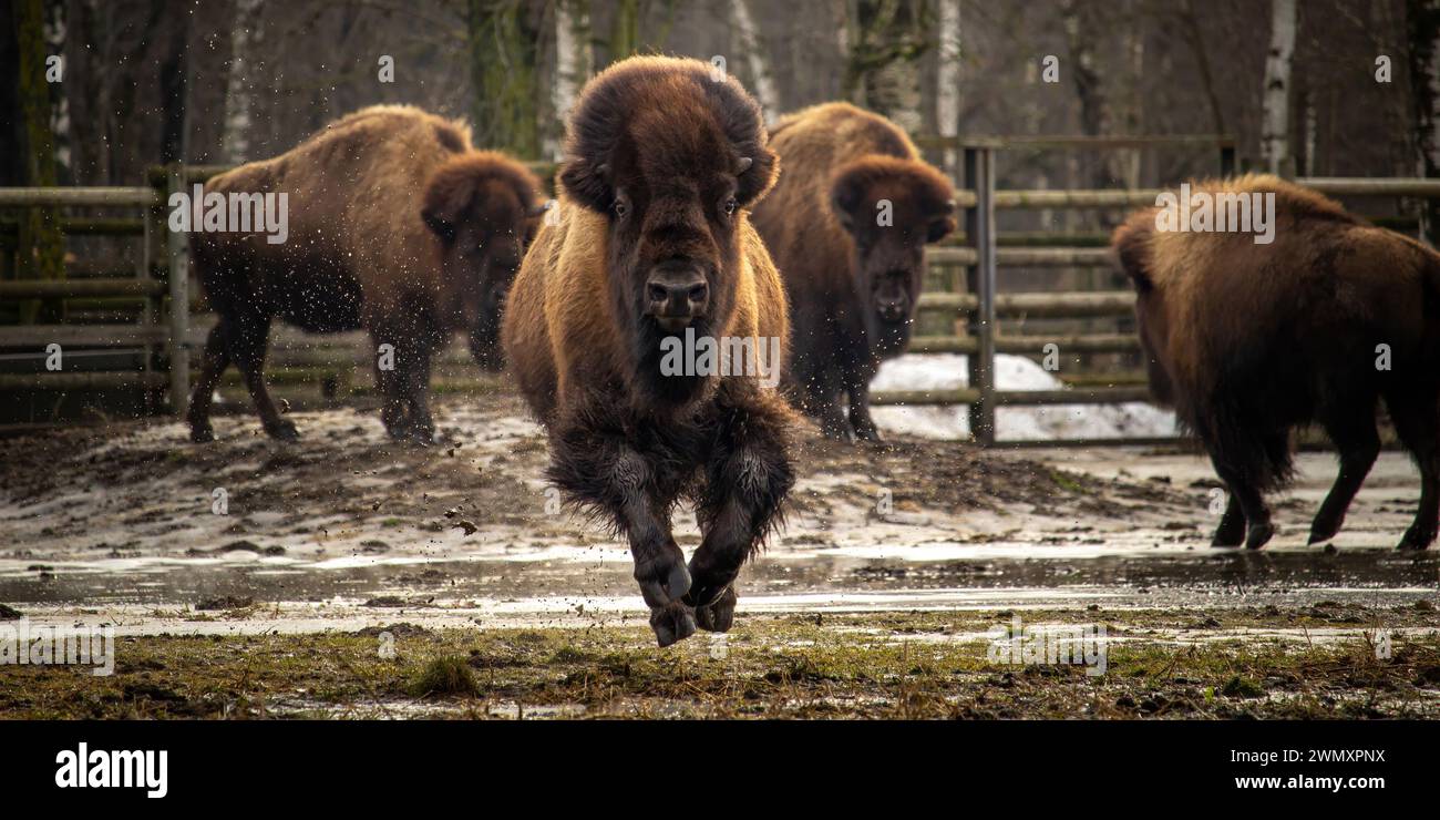 An American Bison Running. Spring time in zoo Stock Photo - Alamy
