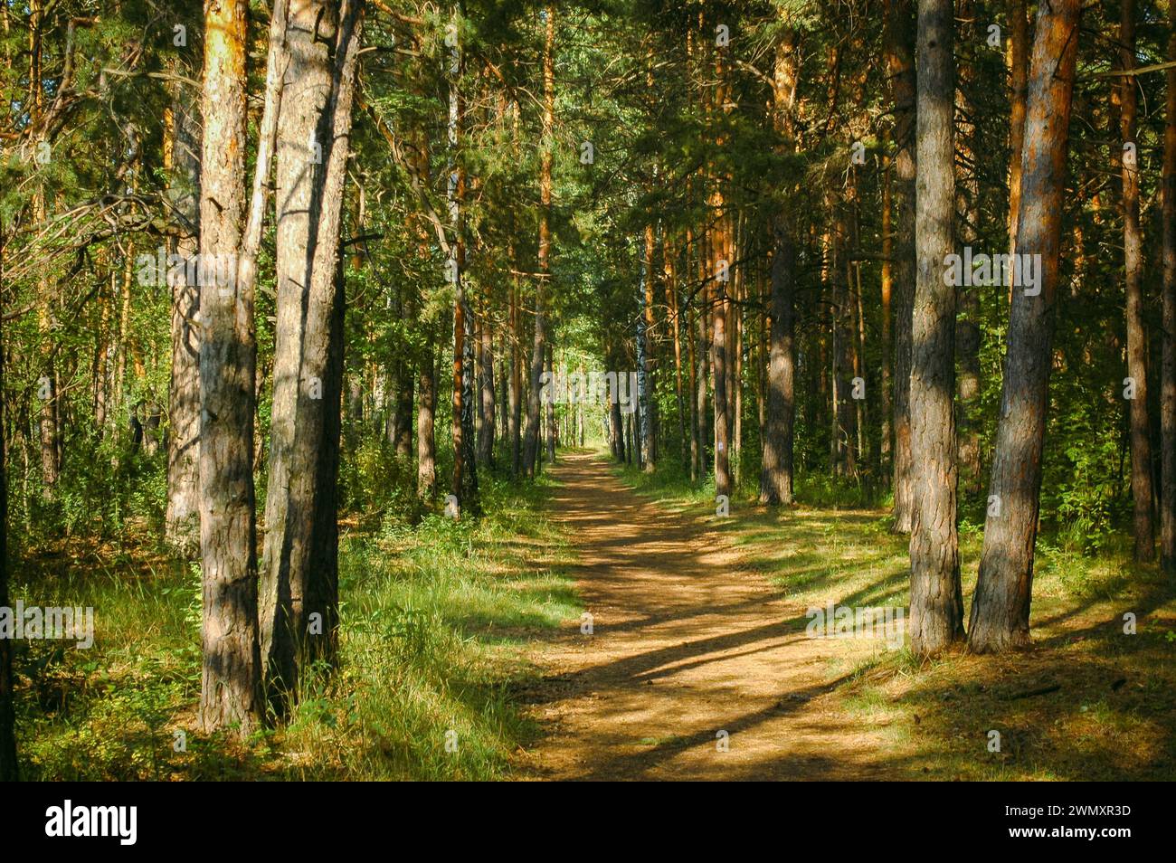 The forest path runs between mostly pine trees, forming an alley in a ...