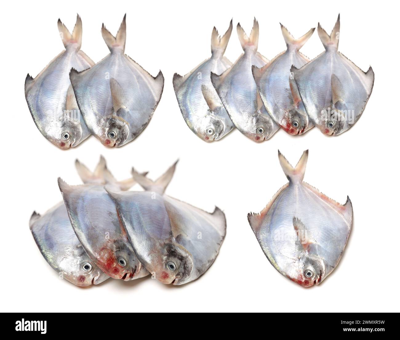 fresh pomfret isolated on a white background Stock Photo - Alamy