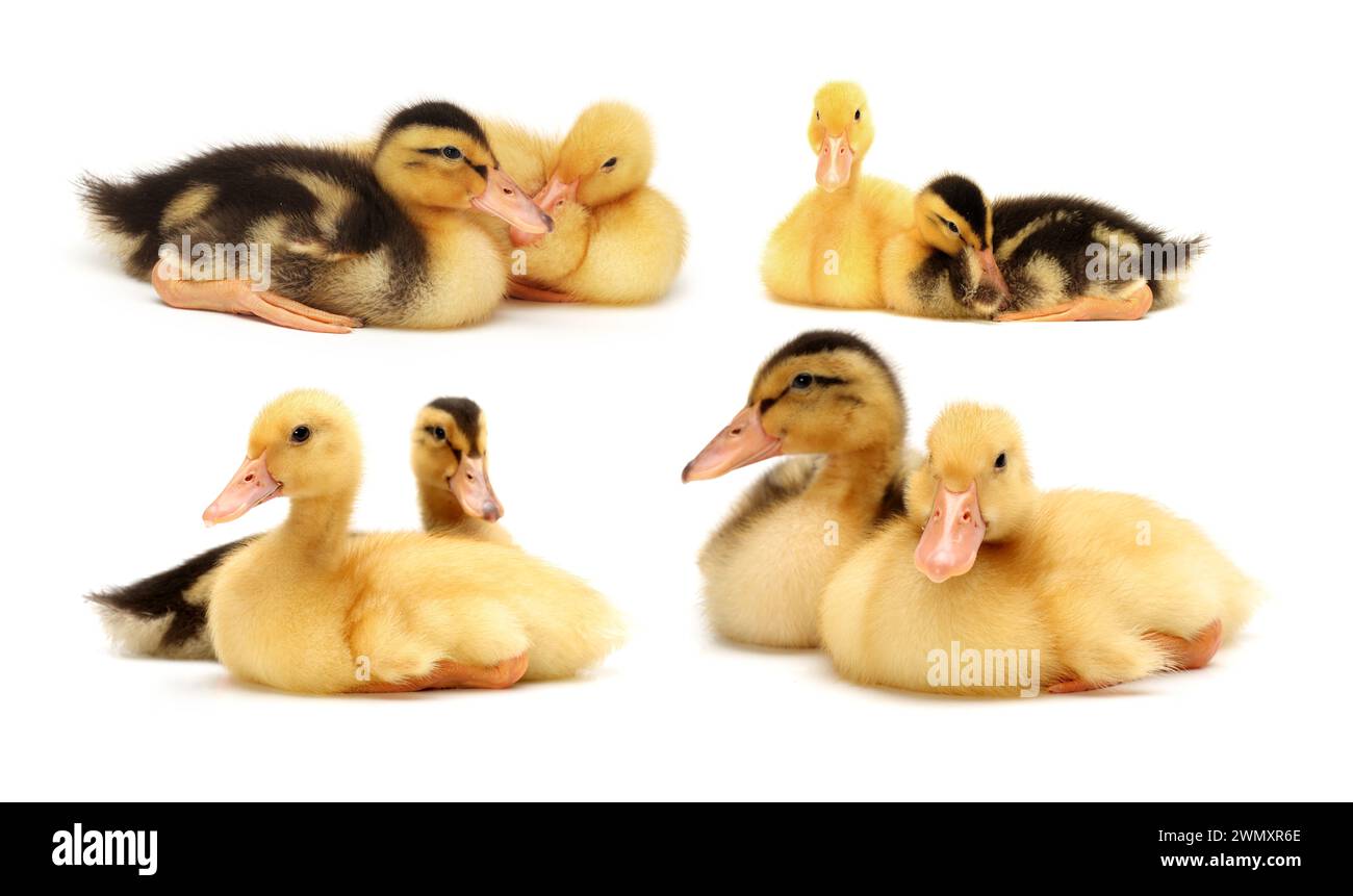 Duckling on white background Stock Photo - Alamy