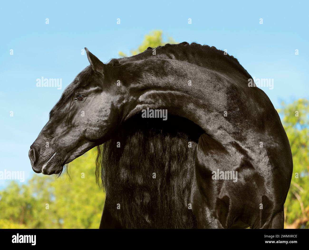 Friesian black horse long mane hi-res stock photography and images - Alamy