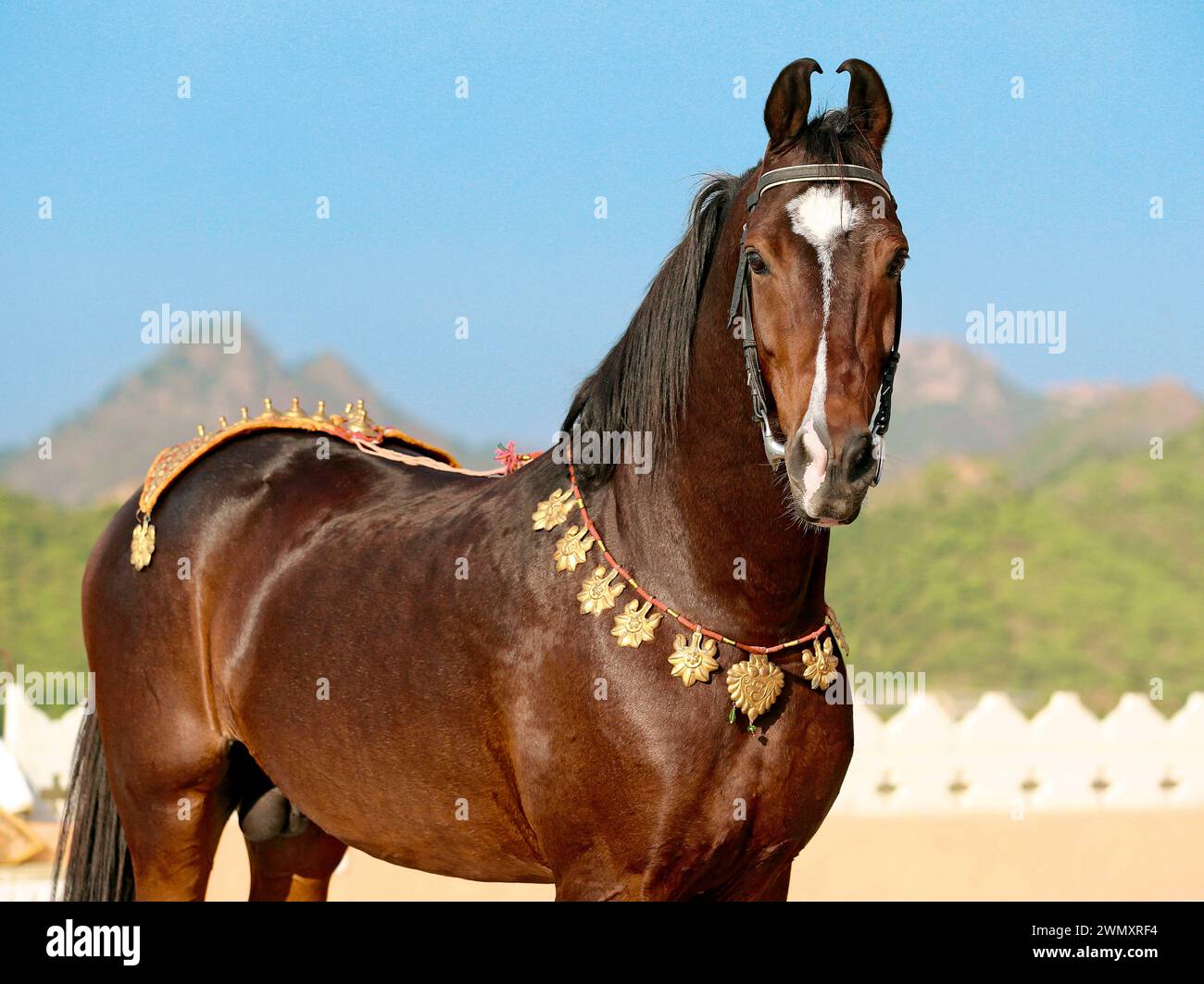 Marwari Horse. Bay stallion standing, decorated. India Stock Photo - Alamy