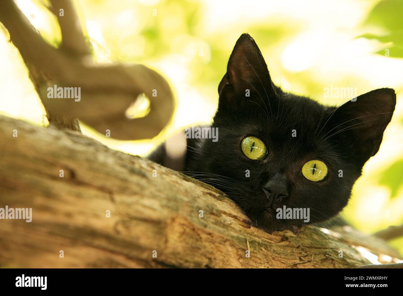 Tomcat cat tree hi-res stock photography and images - Alamy