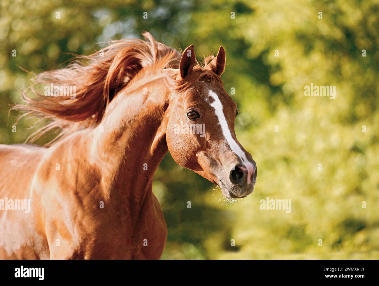 Eclipse horse hi-res stock photography and images - Alamy