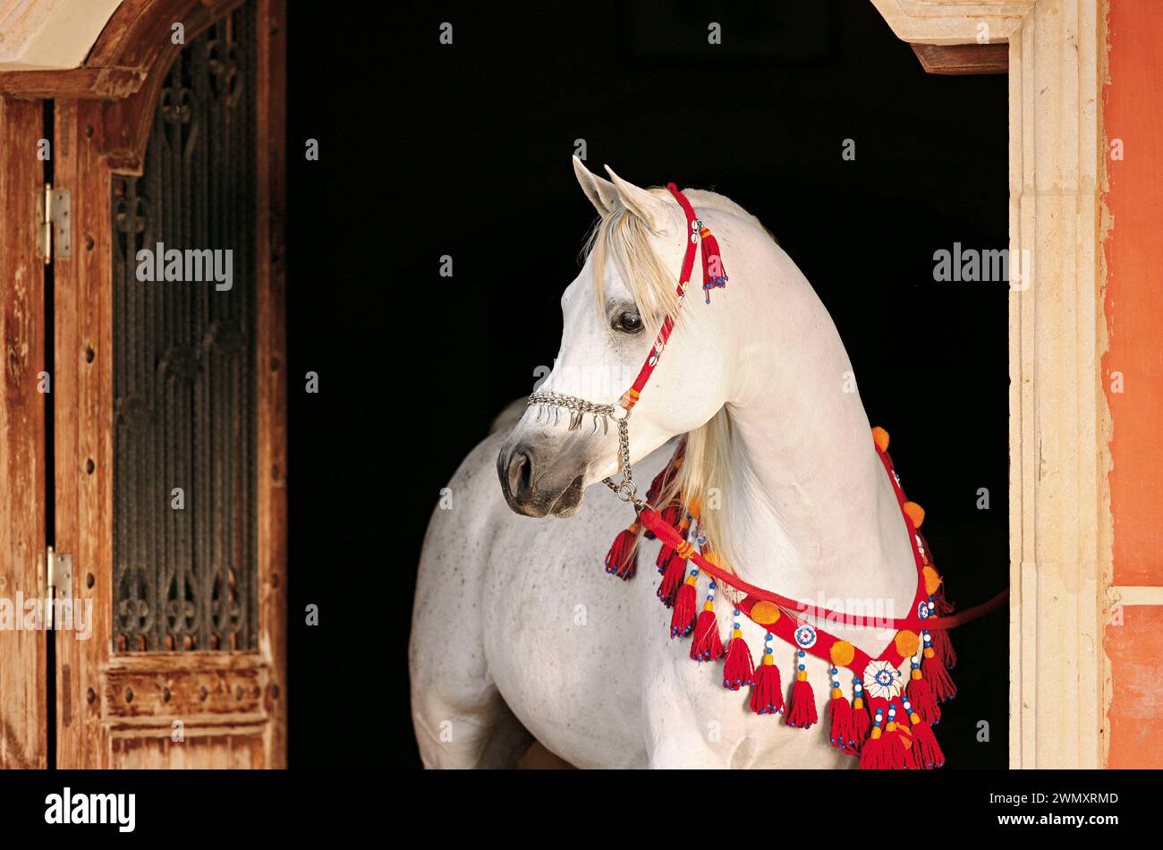 Arabian. Horse. Gray stallion Awwal Al Amaar standing in a doorway. El ...
