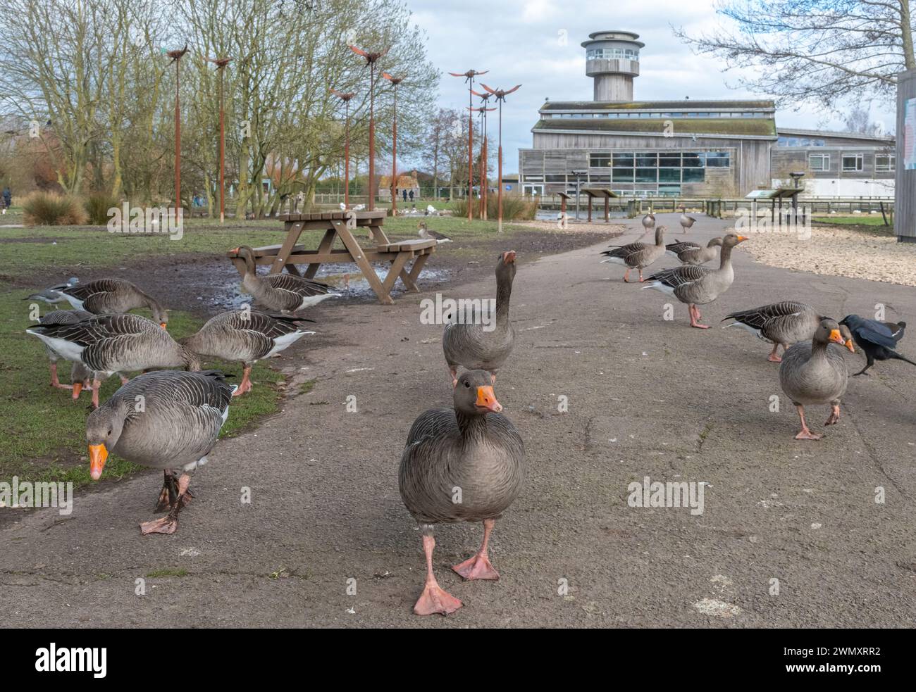 WWT Slimbridge Wetland Centre, view of the Wildfowl and Wetlands Trust ...