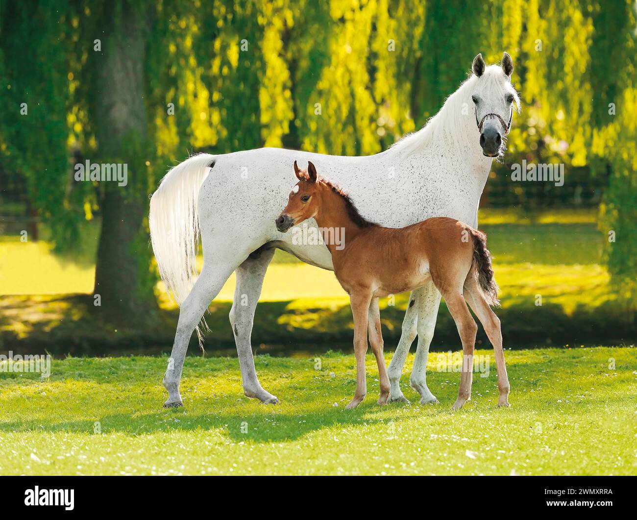Arabian horse female foal standing hi-res stock photography and images ...