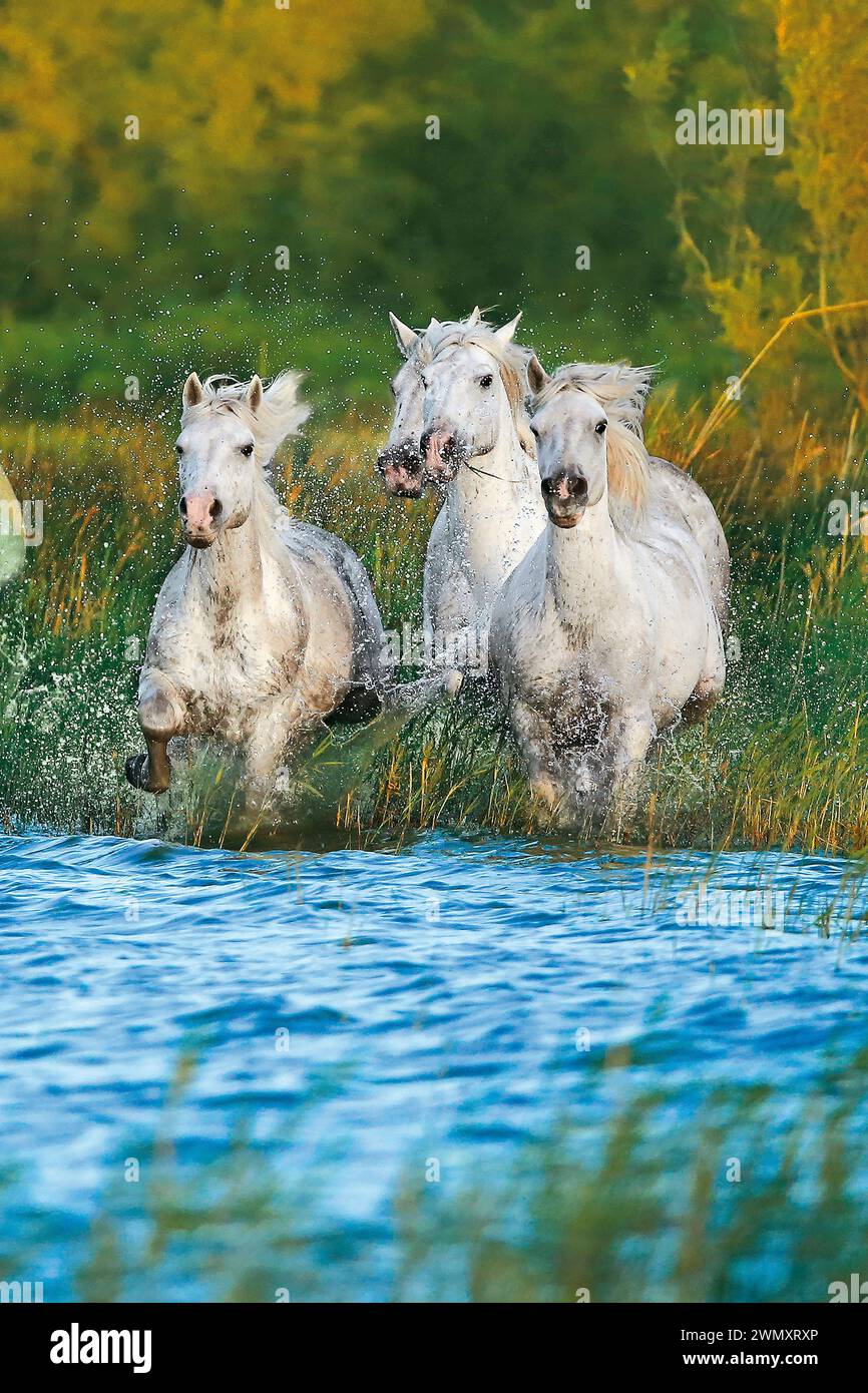 Camargue Horse. Group of mares galopping in shallow water. France Stock ...
