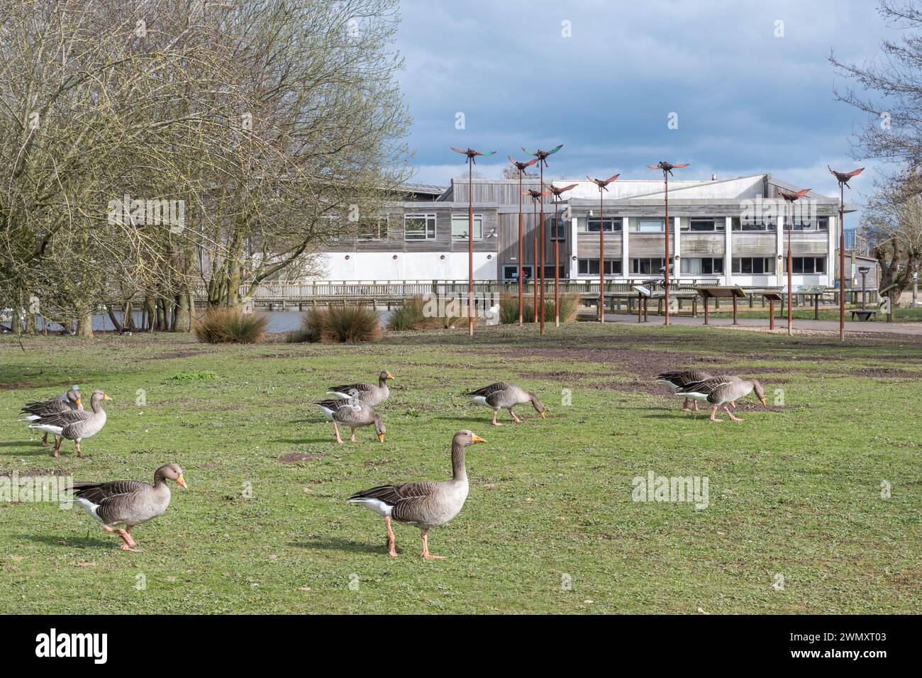 WWT Slimbridge Wetland Centre, view of the Wildfowl and Wetlands Trust ...