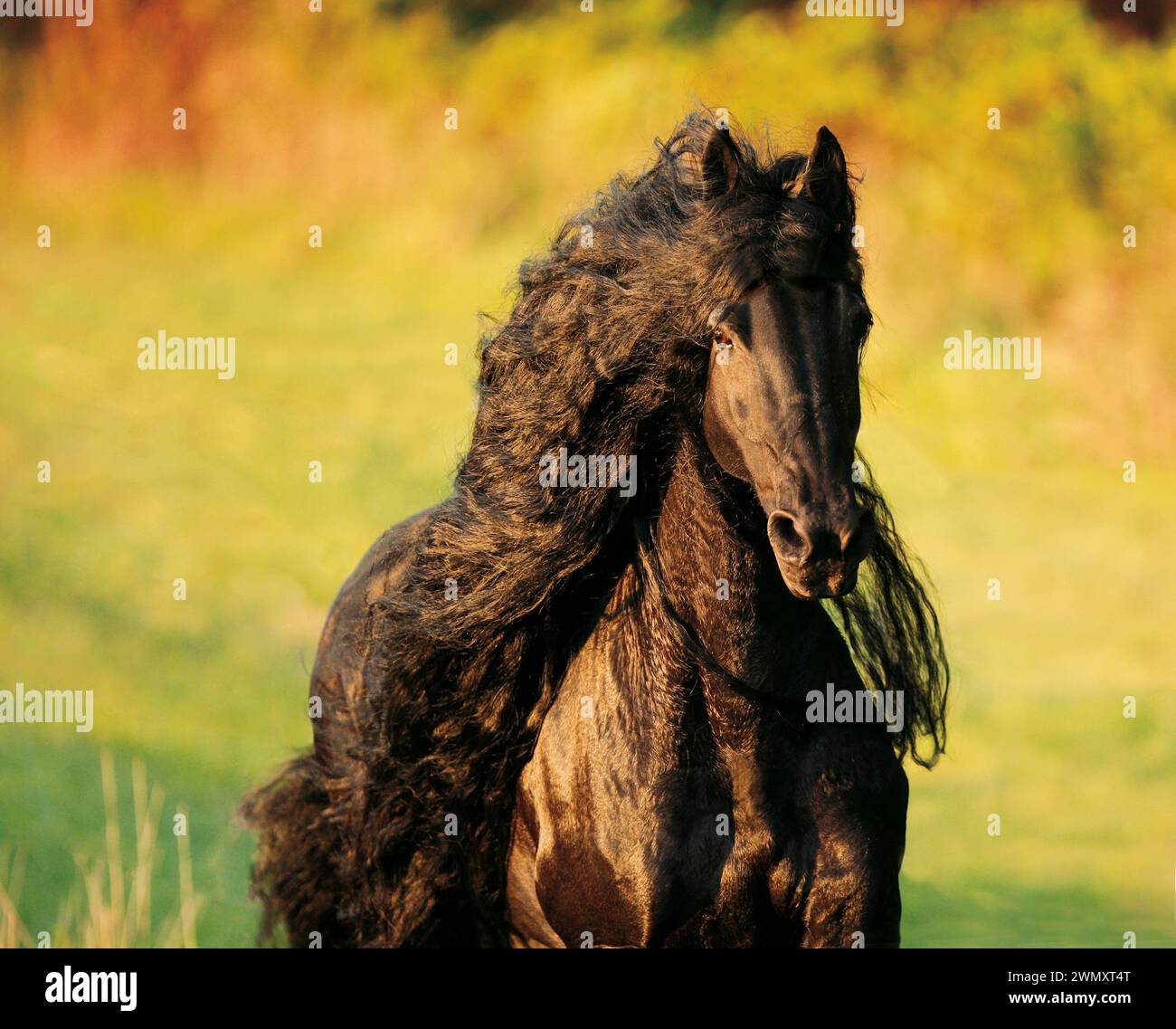 Portrait friesian horse on hi-res stock photography and images - Alamy