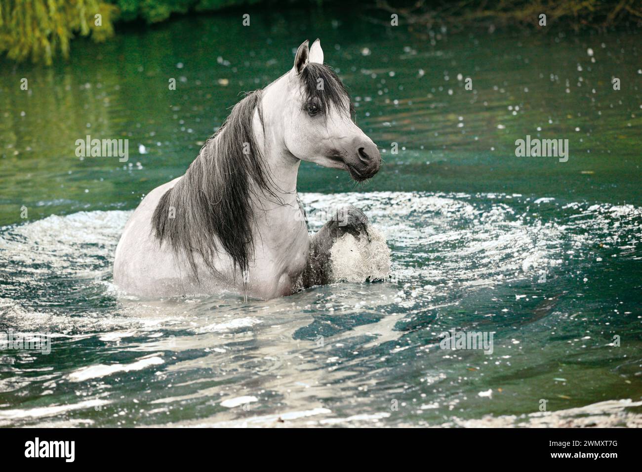 Arabian stallion bathing in a lake. Germany Stock Photo - Alamy