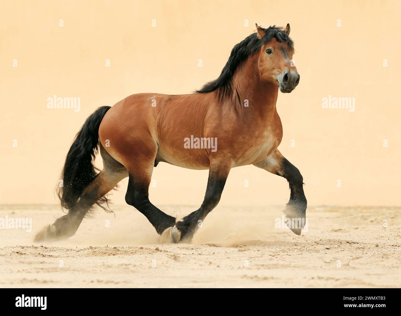 Blood bay hi-res stock photography and images - Alamy