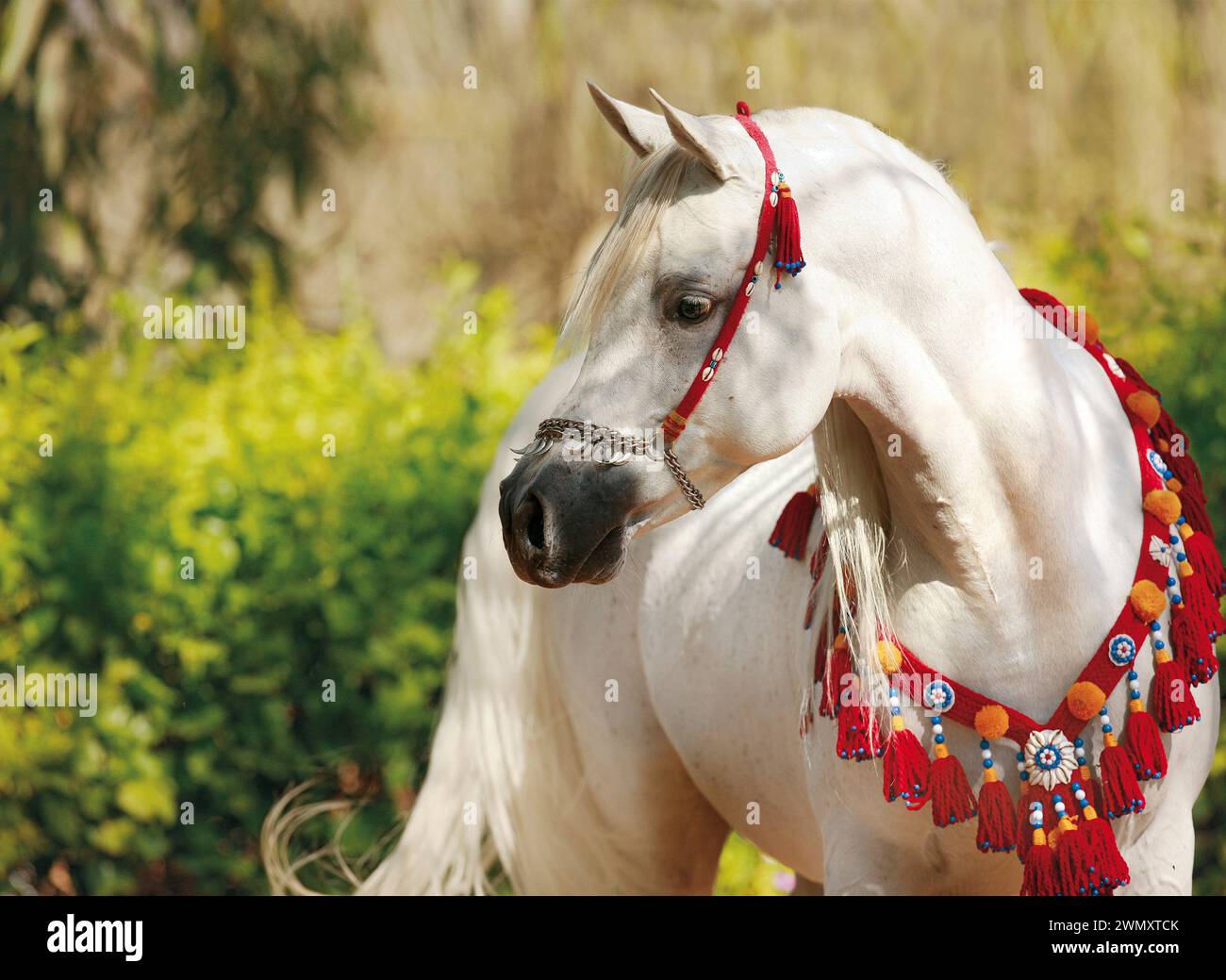 Arabian. The richly decorated grey stallion Awwal Al Amaar stands in the penumbra. El Farida ...