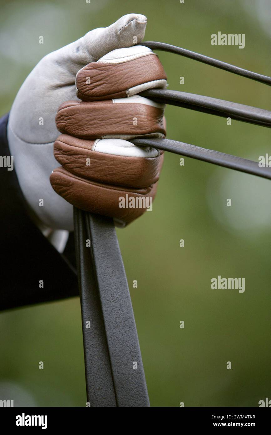 Detail of hands holding driving reins Stock Photo - Alamy