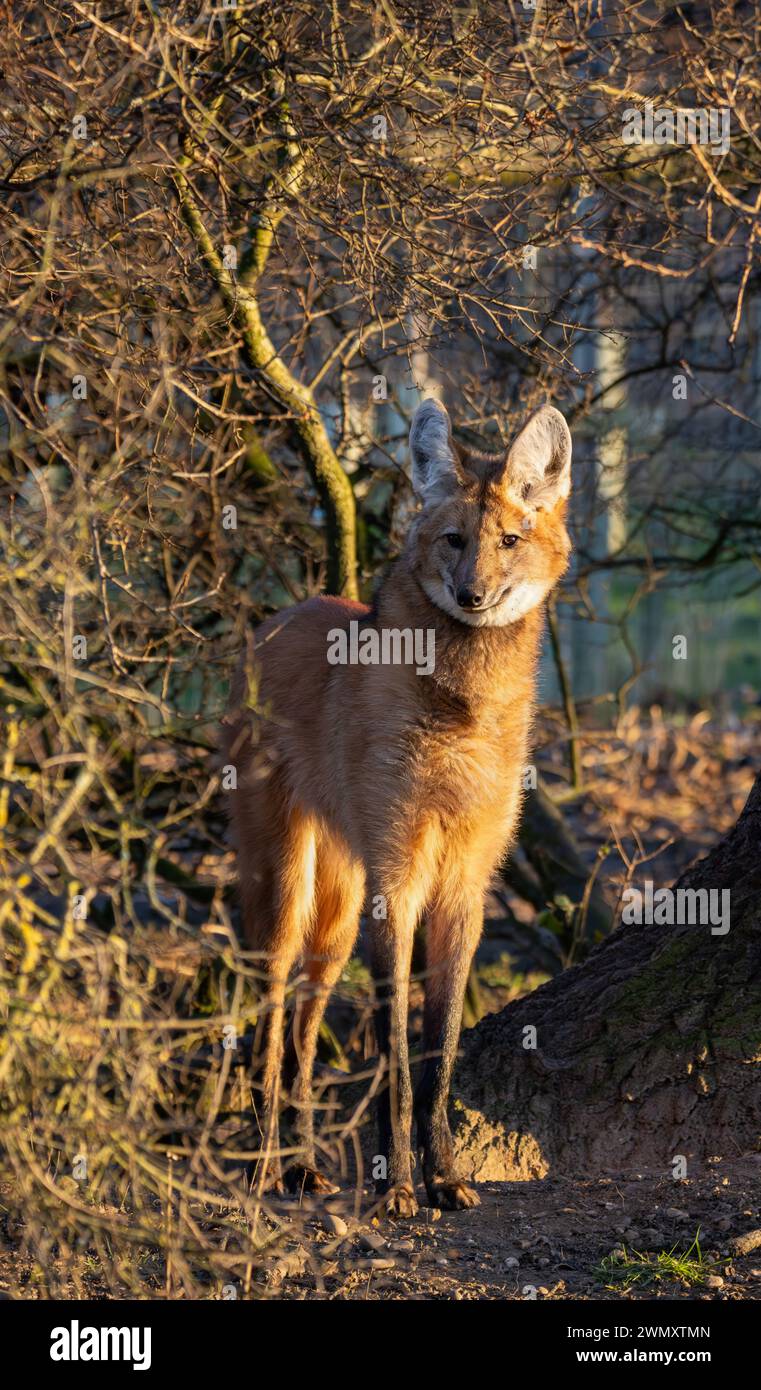 Ears big ears trees bush mammal hi-res stock photography and images - Alamy