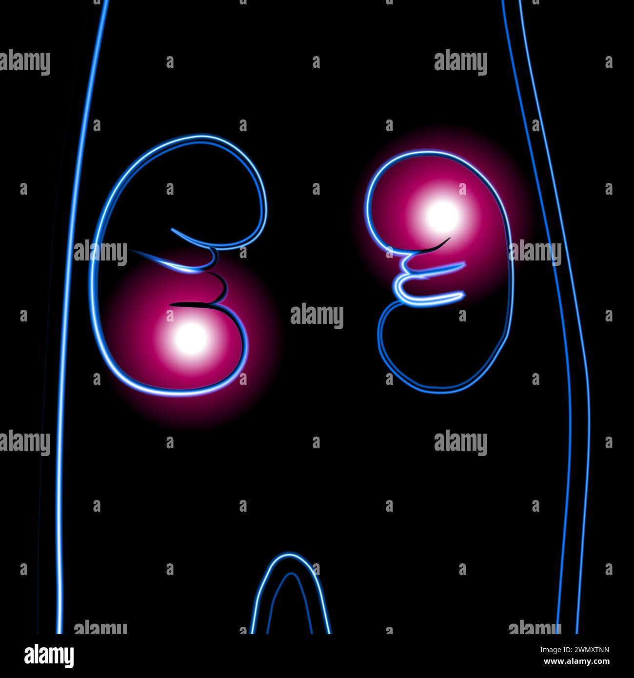 Vector isolated illustration of human kidney with neon effect. Kidney ...