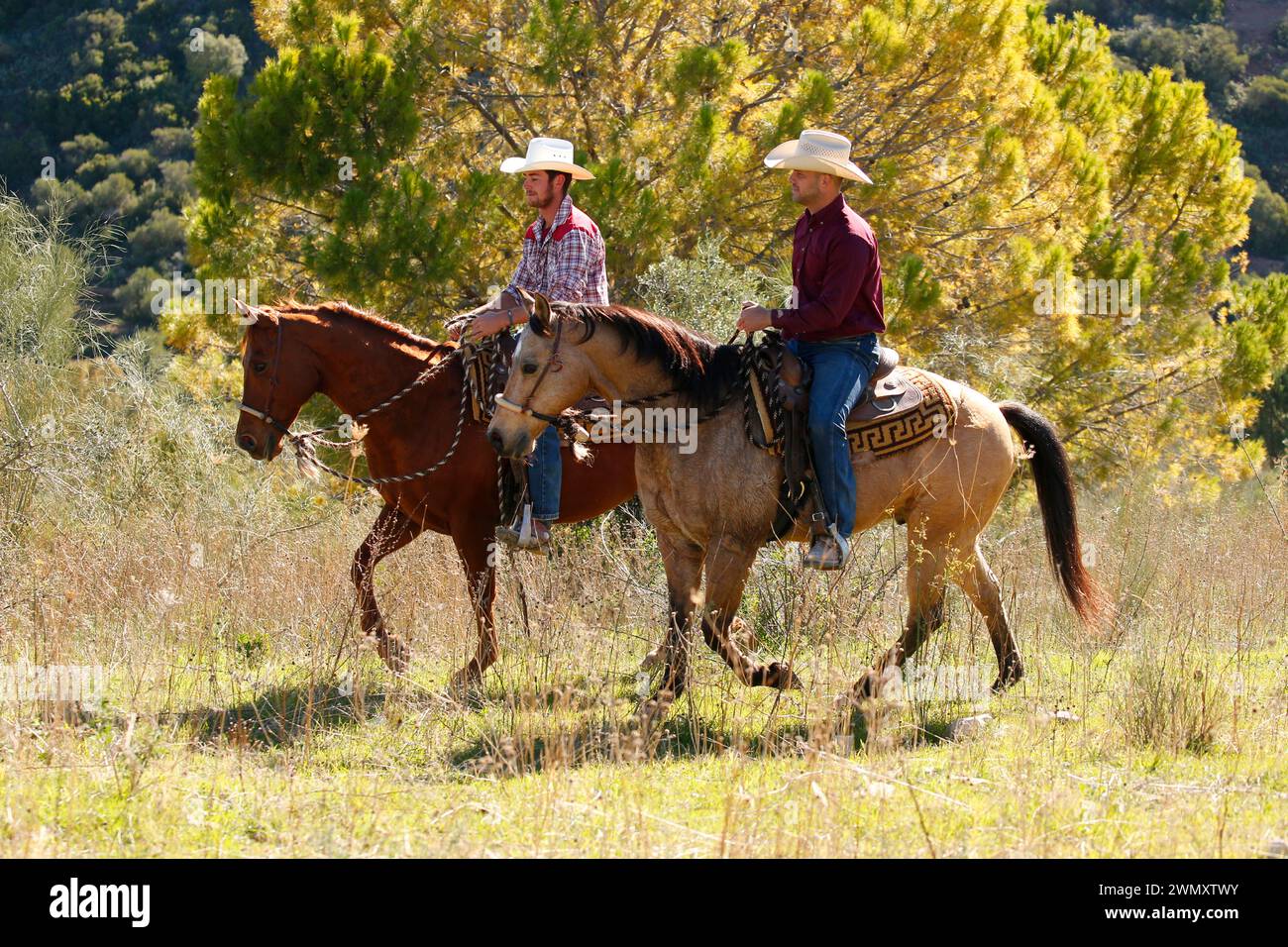 Two Cowboys riding their Quarterhorses in the outback. Andalucia, Spain ...