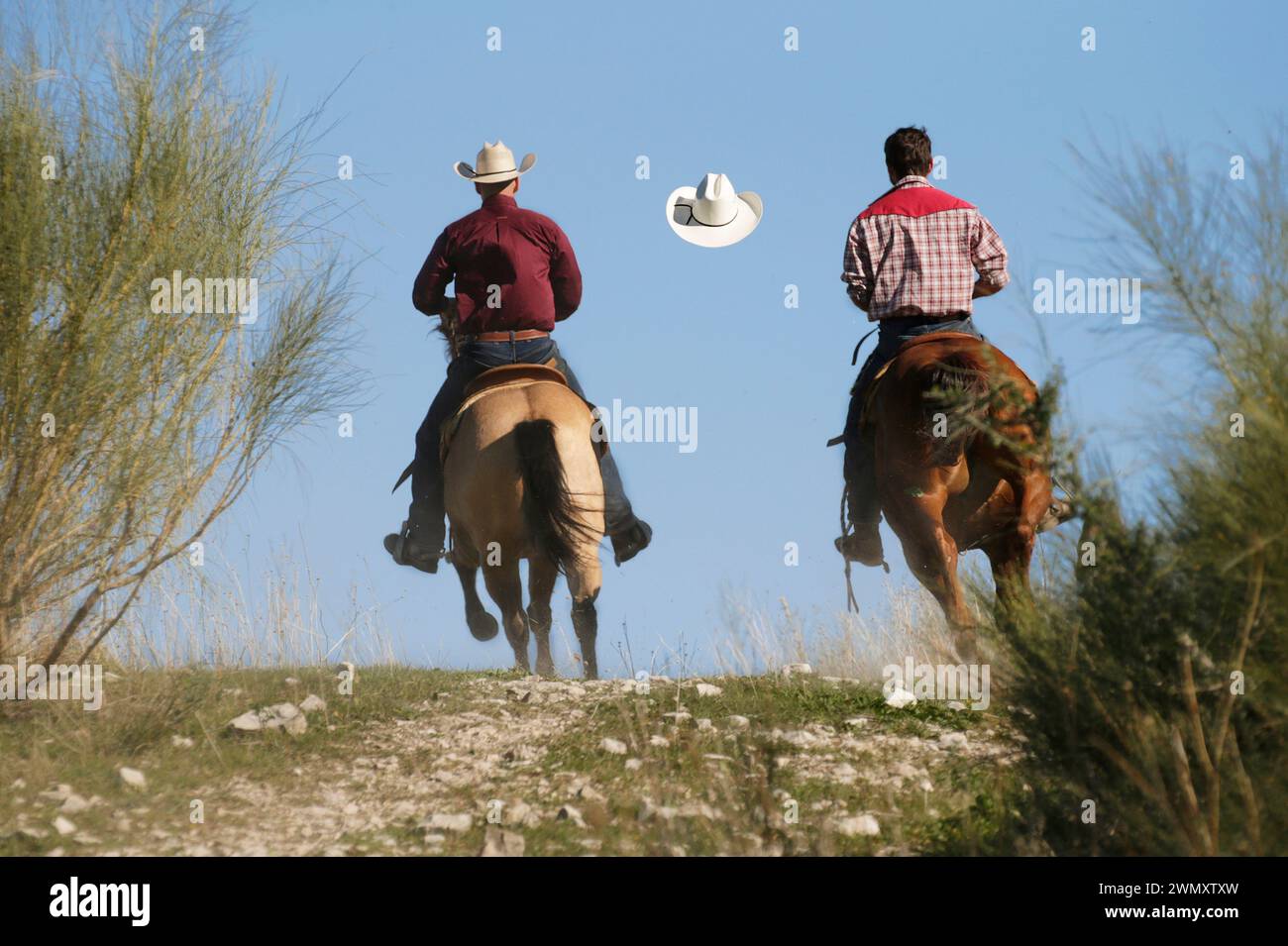 Quarterhorses hi-res stock photography and images - Alamy