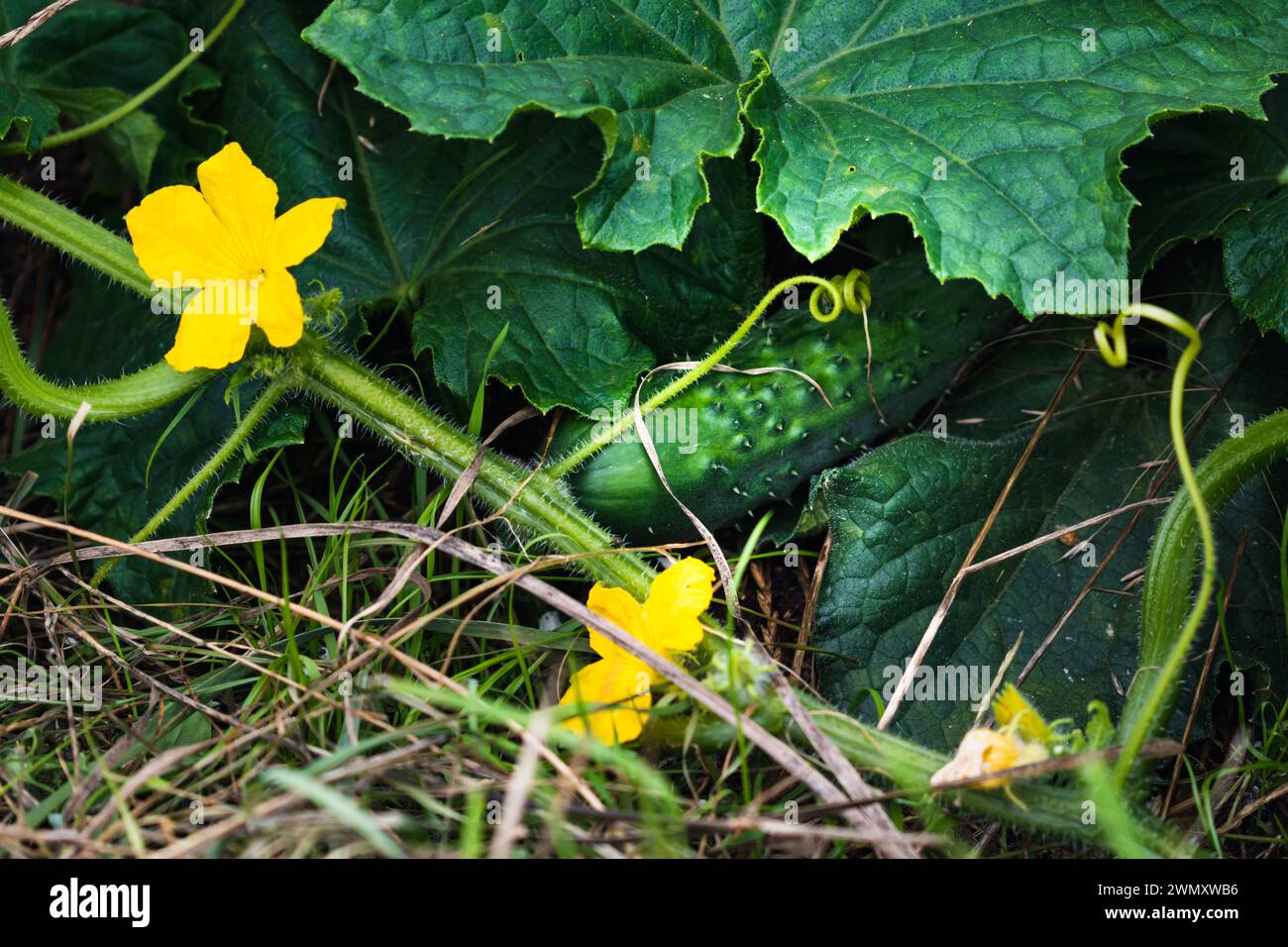 Cucumber with fruit, foliage and flower in a permaculture garden ...