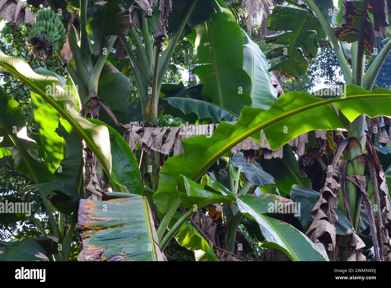 Scene of a banana tree that grows in the yard of the house. Banana trees can only bear fruit ...