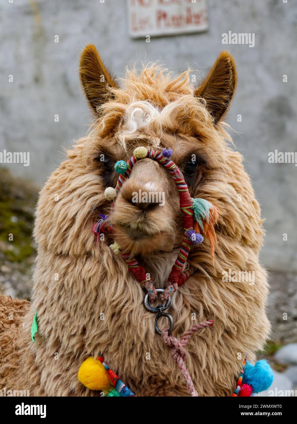 Lama Close Up portrait with curious looking eyes and colorful lead rope ...