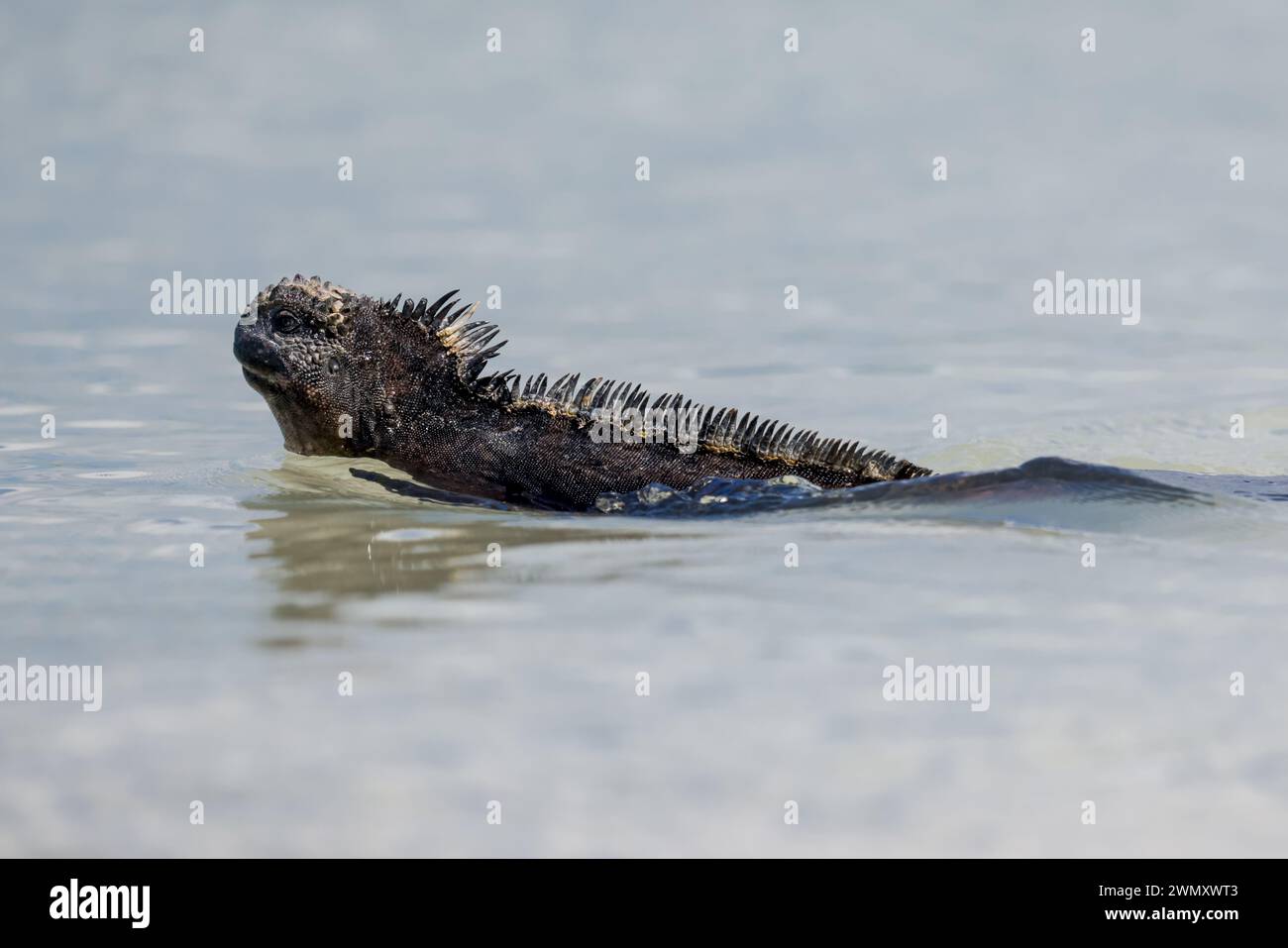 Galapagos wildlife marine iguana (Amblyrhynchus cristatus) swimming in ...