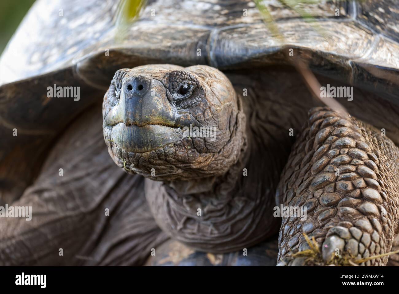 Giant endemic Galapagos turtle portrait on the Galapagos island of ...