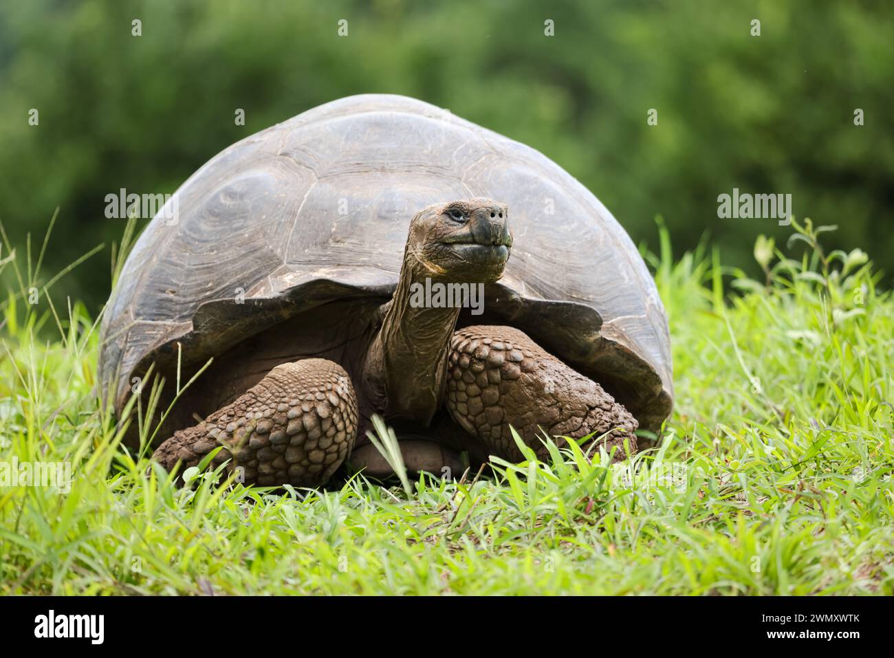 Giant endemic Galapagos turtle on a grassy landscape with his head up ...