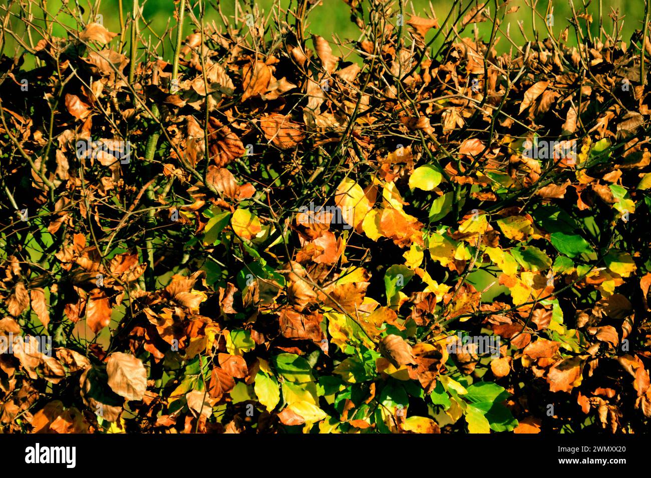 Hedge color colour colors colours hi-res stock photography and images ...