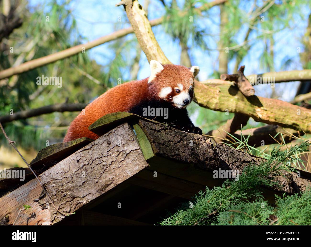A Red Panda in its enclosure at Paignton Zoo, Devon Stock Photo - Alamy