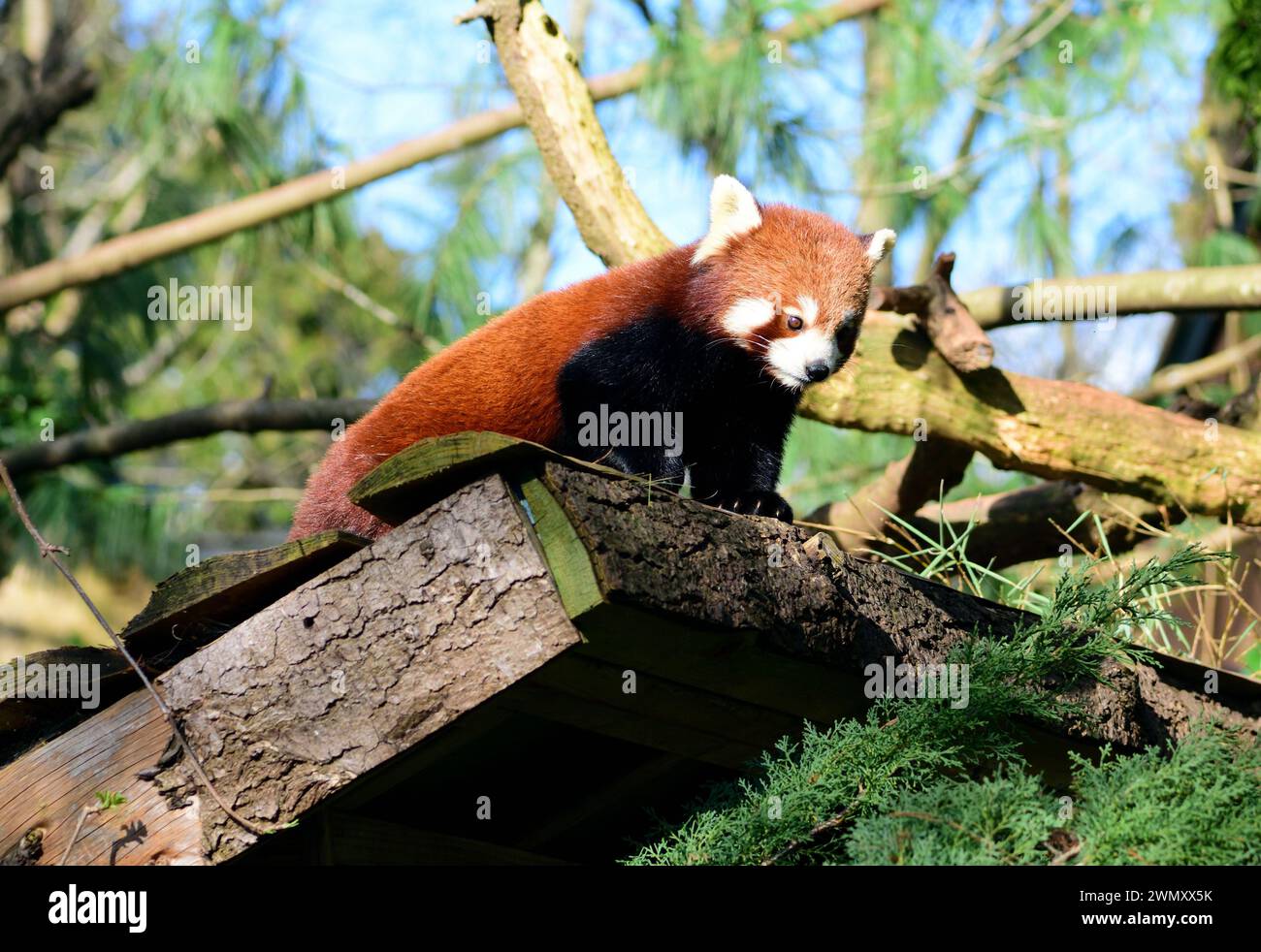A Red Panda in its enclosure at Paignton Zoo, Devon Stock Photo - Alamy