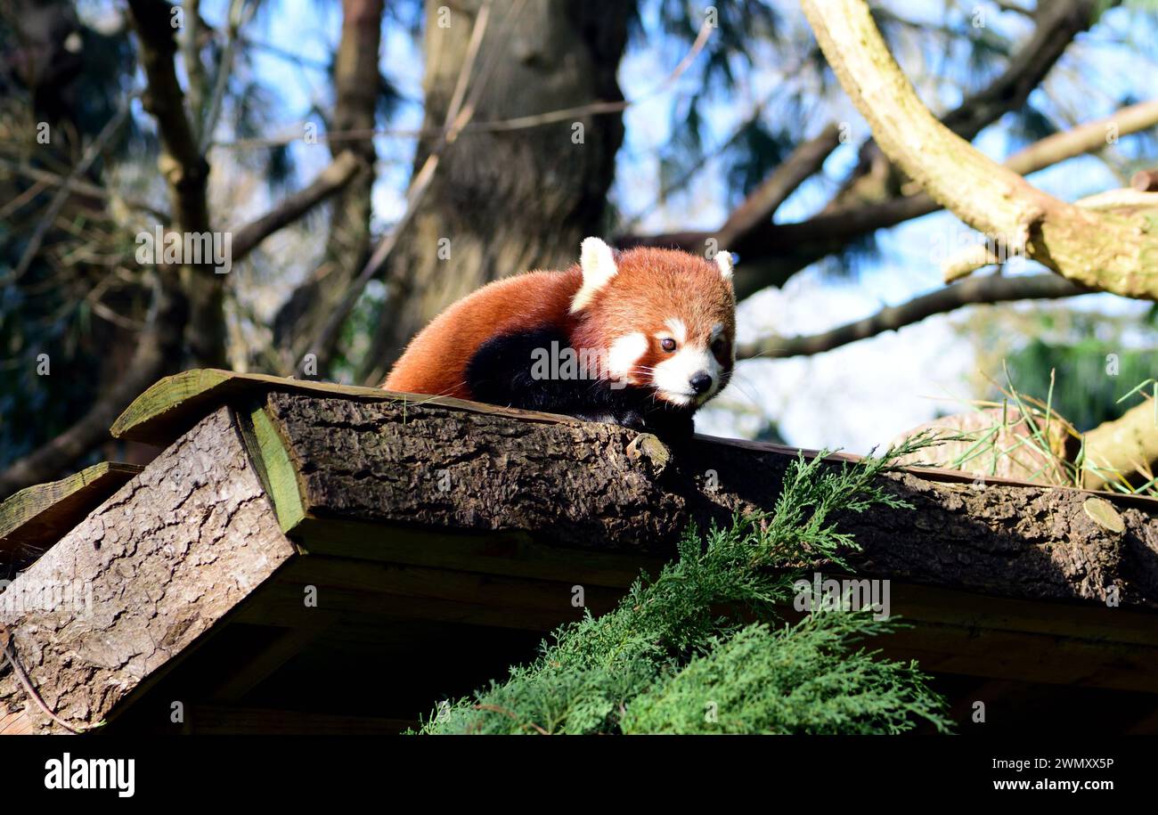 A Red Panda in its enclosure at Paignton Zoo, Devon Stock Photo - Alamy