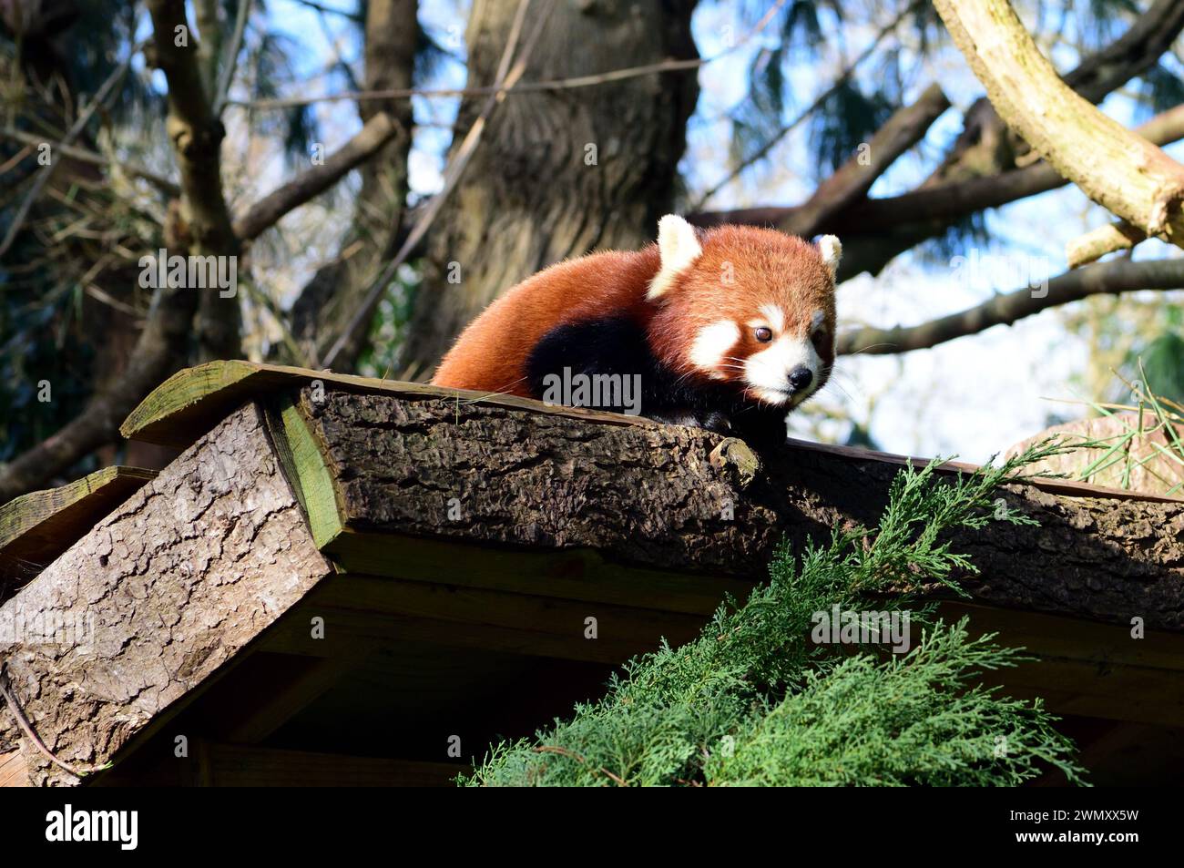 A Red Panda in its enclosure at Paignton Zoo, Devon Stock Photo - Alamy