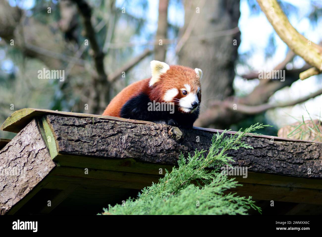 A Red Panda in its enclosure at Paignton Zoo, Devon Stock Photo - Alamy