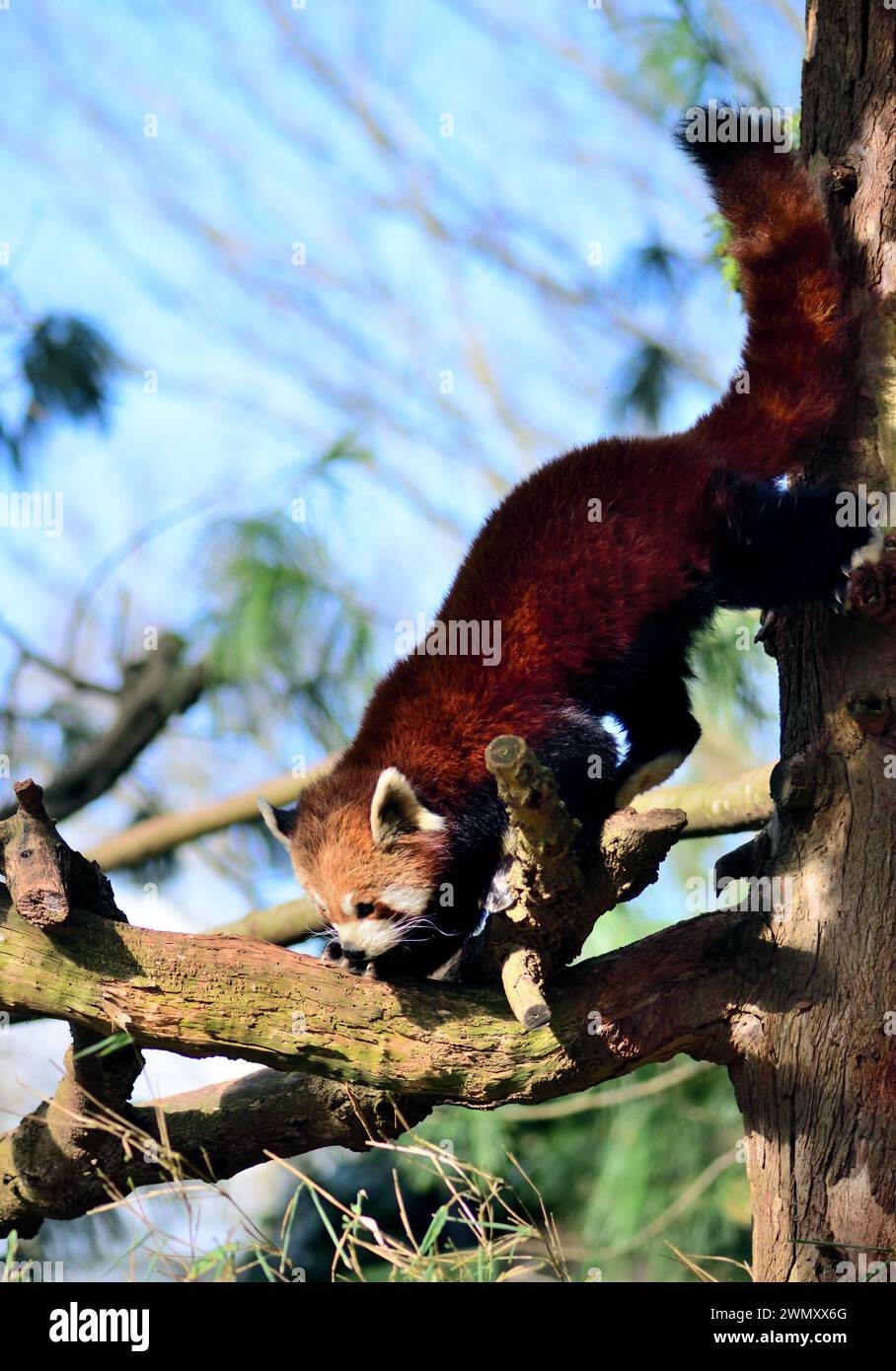 A Red Panda climbing down a tree in its enclosure at Paignton Zoo ...