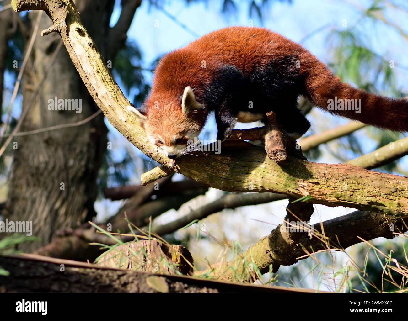A Red Panda climbing down a tree in its enclosure at Paignton Zoo ...