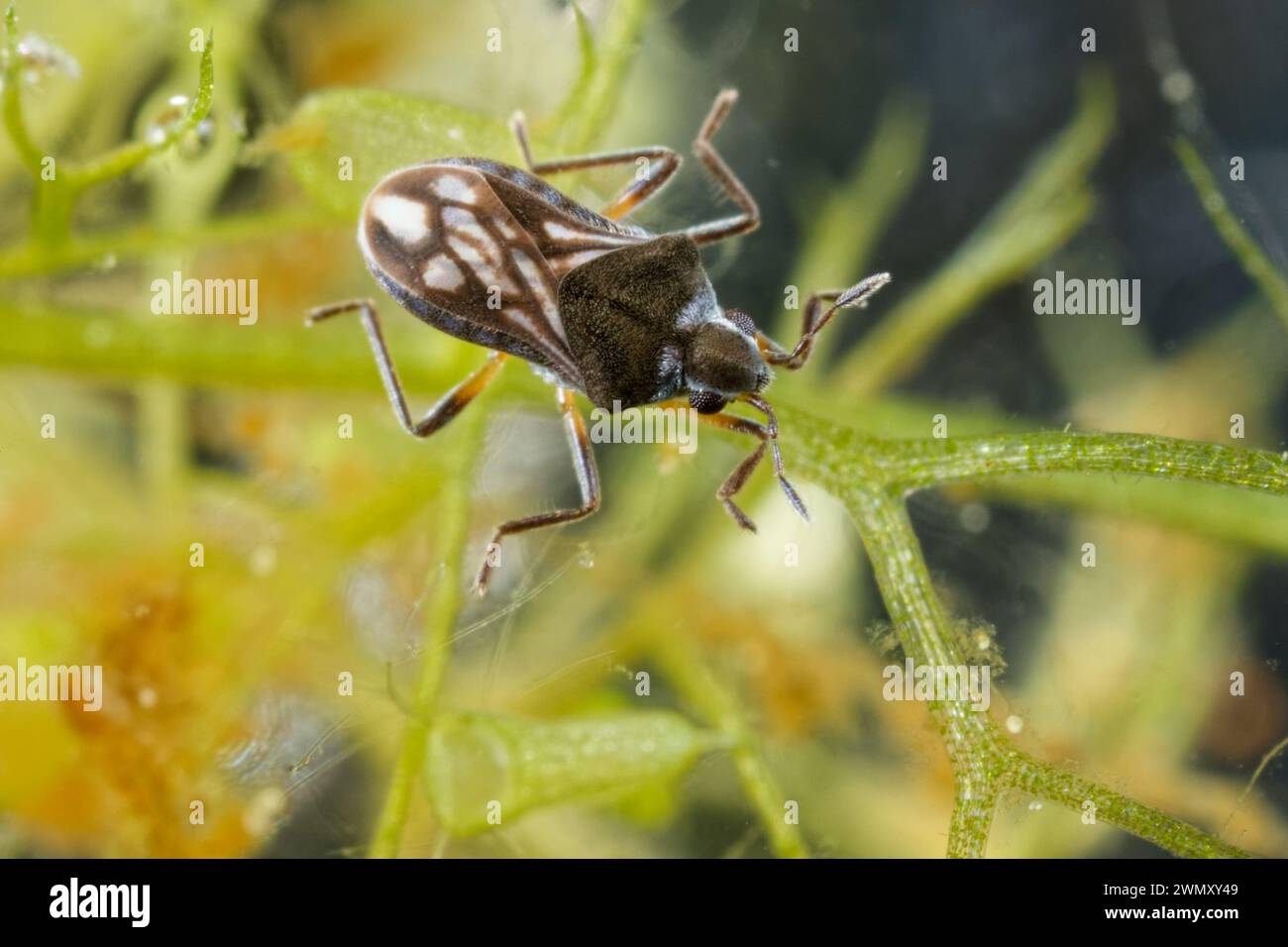 Water cricket (Microvelia reticulata Stock Photo - Alamy