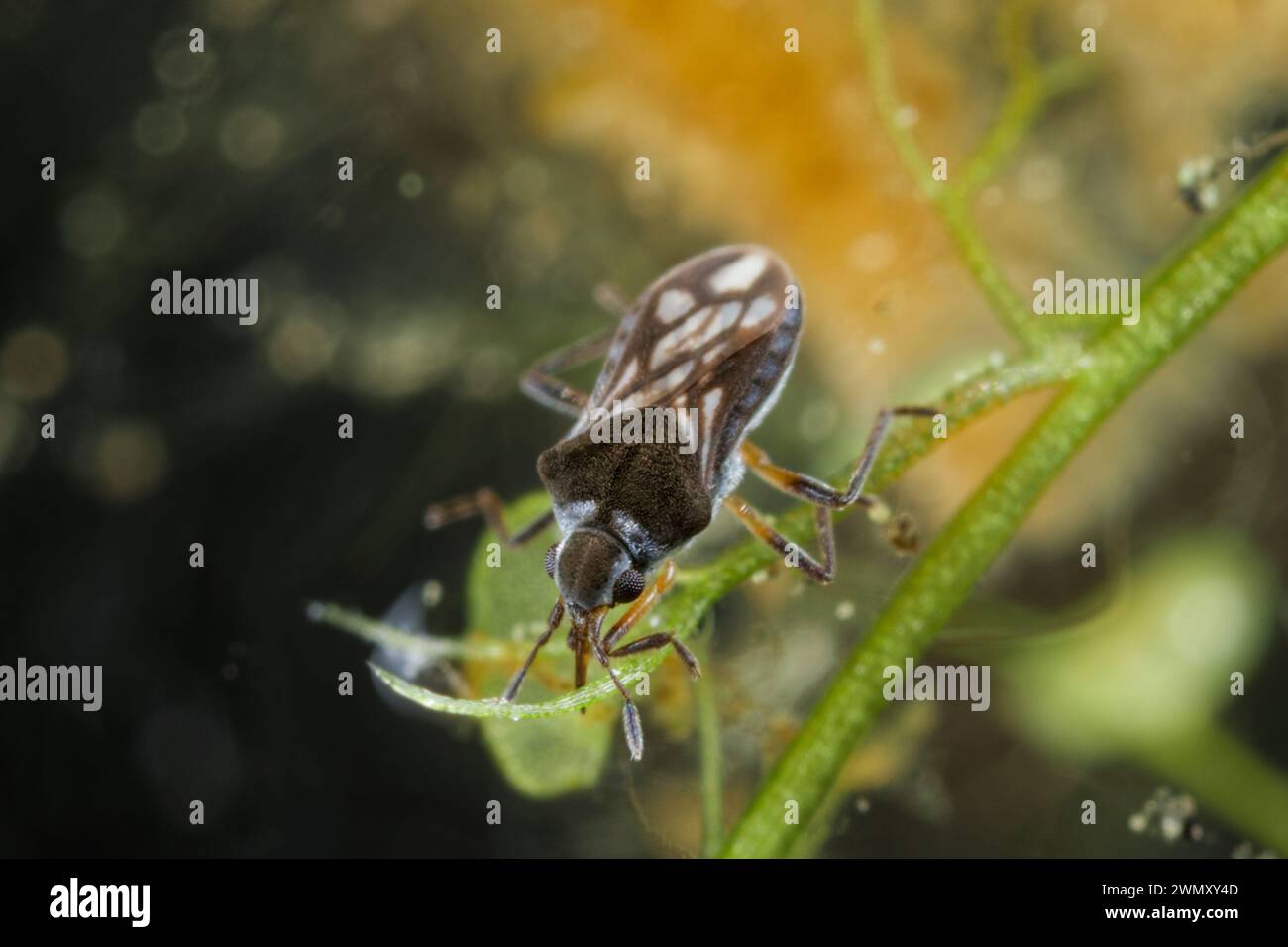 Water cricket (Microvelia reticulata Stock Photo - Alamy