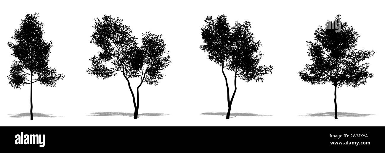 Set or collection of Green Ash trees as a black silhouette on white ...