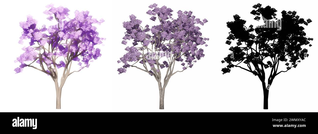 Set or collection of Jacaranda trees, painted, natural and as a black ...