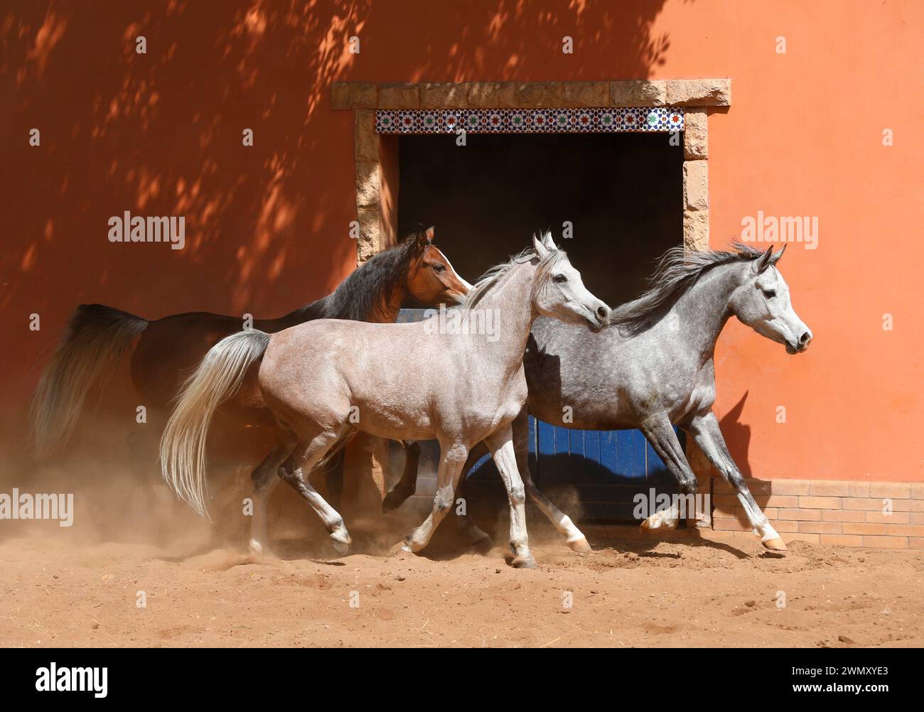 Purebred Arabian Horse. Young mares of the Egyptian stud Albadeia ...