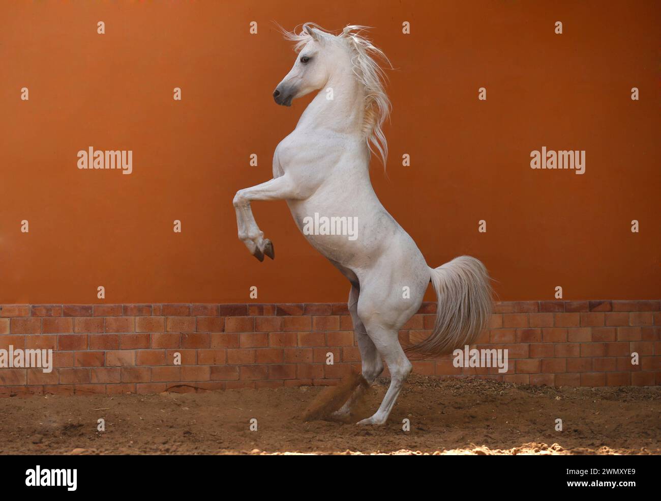 Purebred Arabian. A grey stallion rearing in front of a red wall. Stud ...