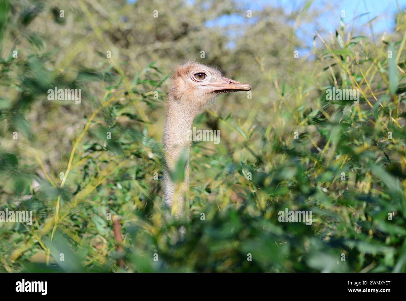 The head of a female Red-Necked Ostrich at Paignton Zoo, Devon Stock ...