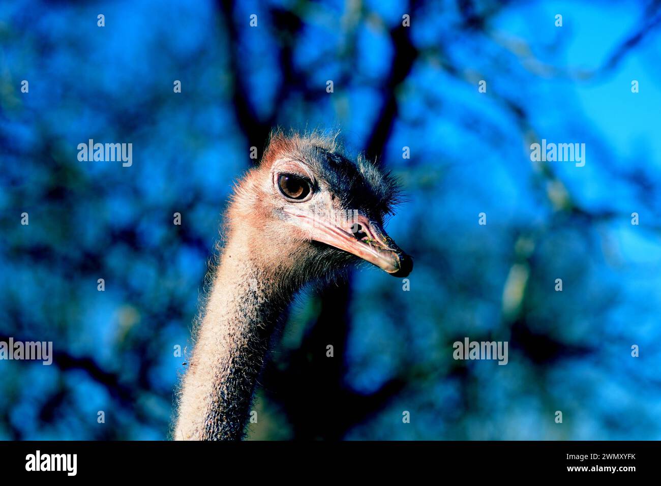 The head of a female Red-Necked Ostrich at Paignton Zoo, Devon Stock ...