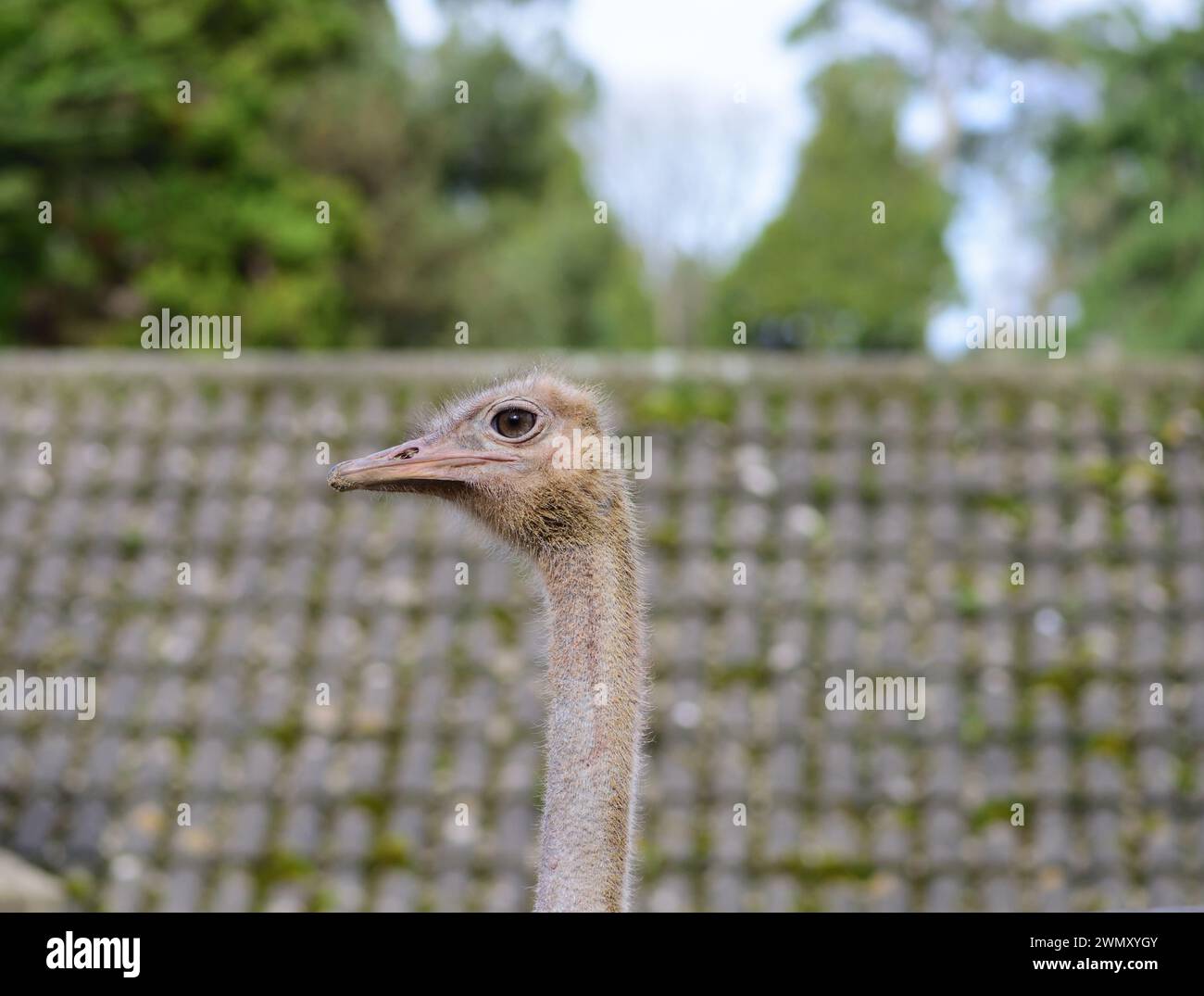 The head of a female Red-Necked Ostrich in its enclosure at Paignton ...