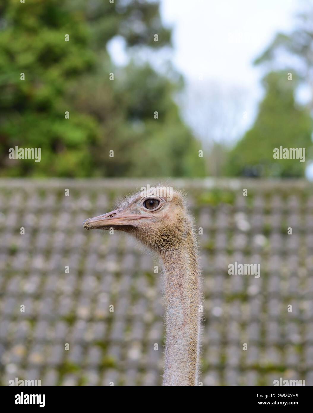 The head of a female Red-Necked Ostrich in its enclosure at Paignton ...