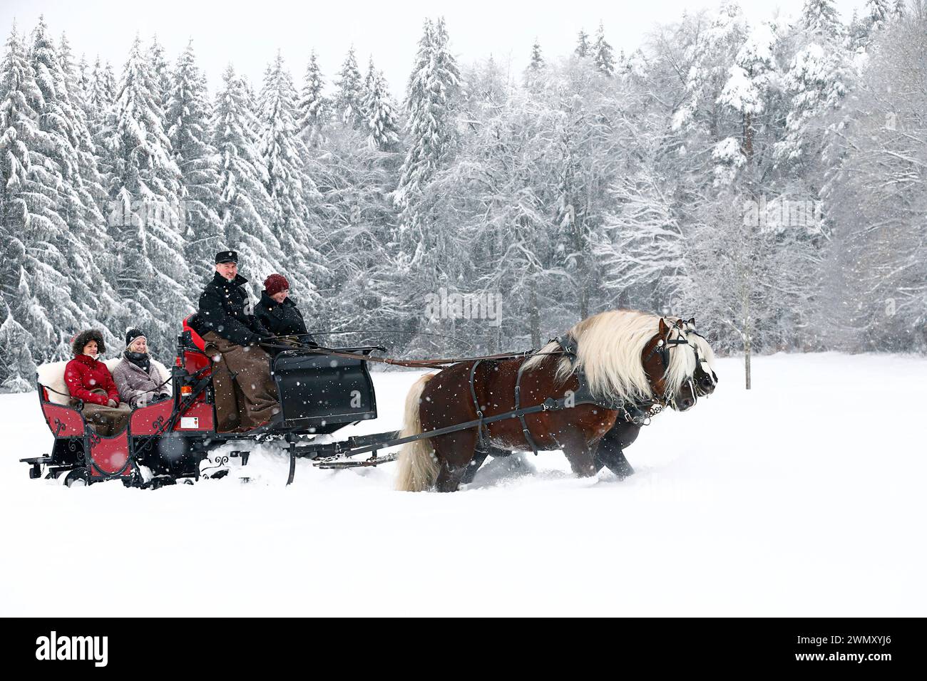 Black Forest Draughthorse. Two stallions pulling a sledge. Germany ...