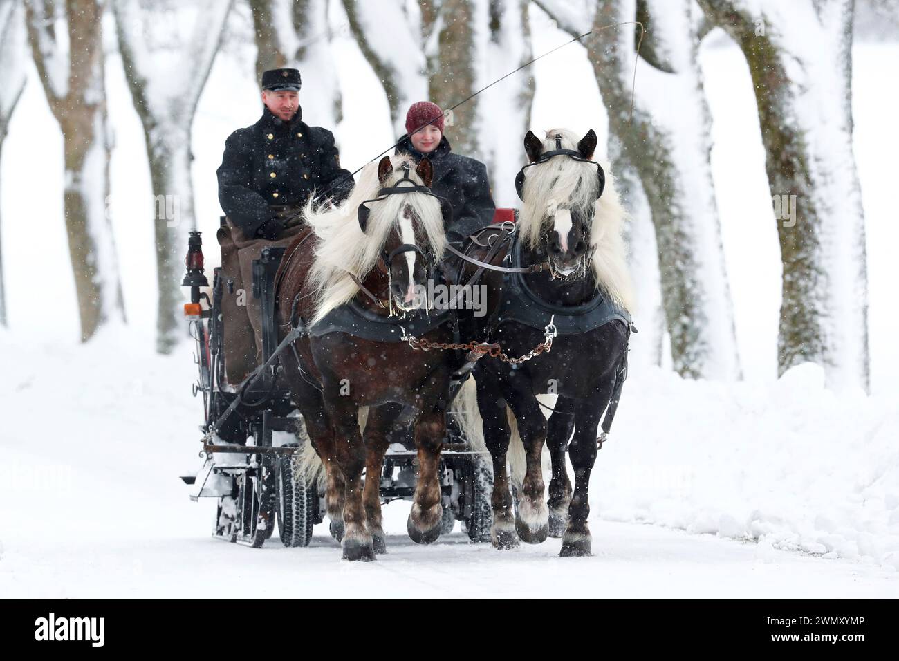 Black Forest Draughthorse. Two stallions pulling a sledge. Germany ...